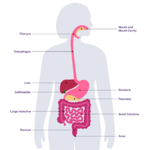 Bowel and digestive system | QSCIS