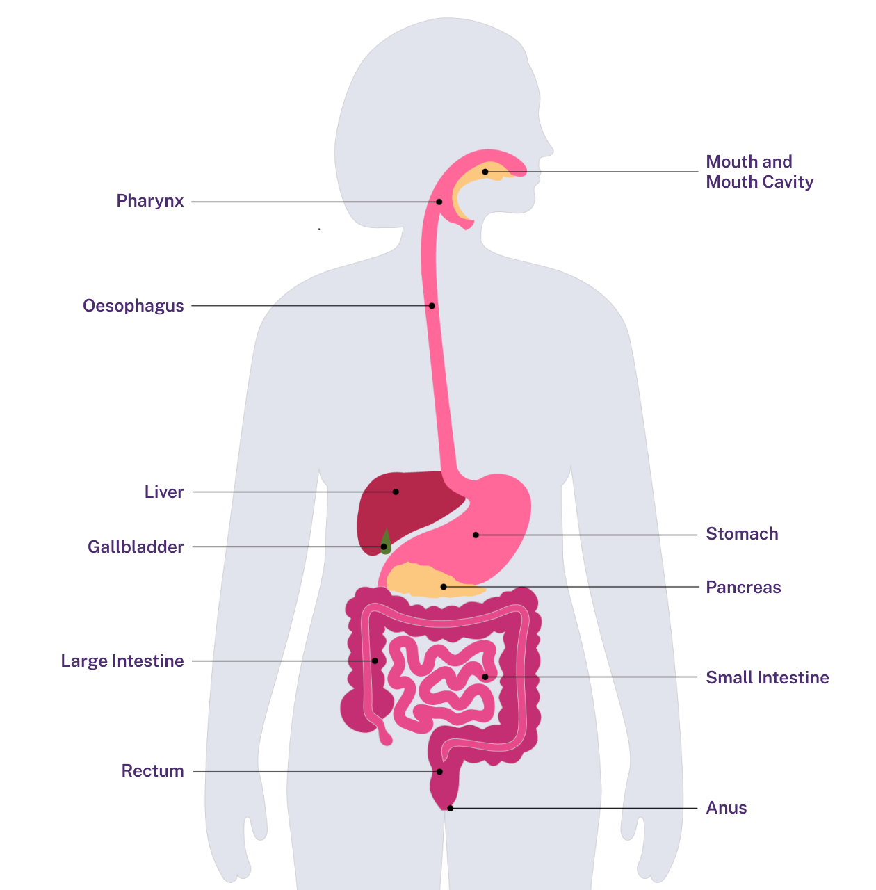 Bowel and digestive system | QSCIS