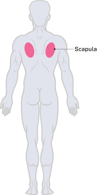 Scapula | QSCIS