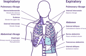 Respiratory muscles | QSCIS